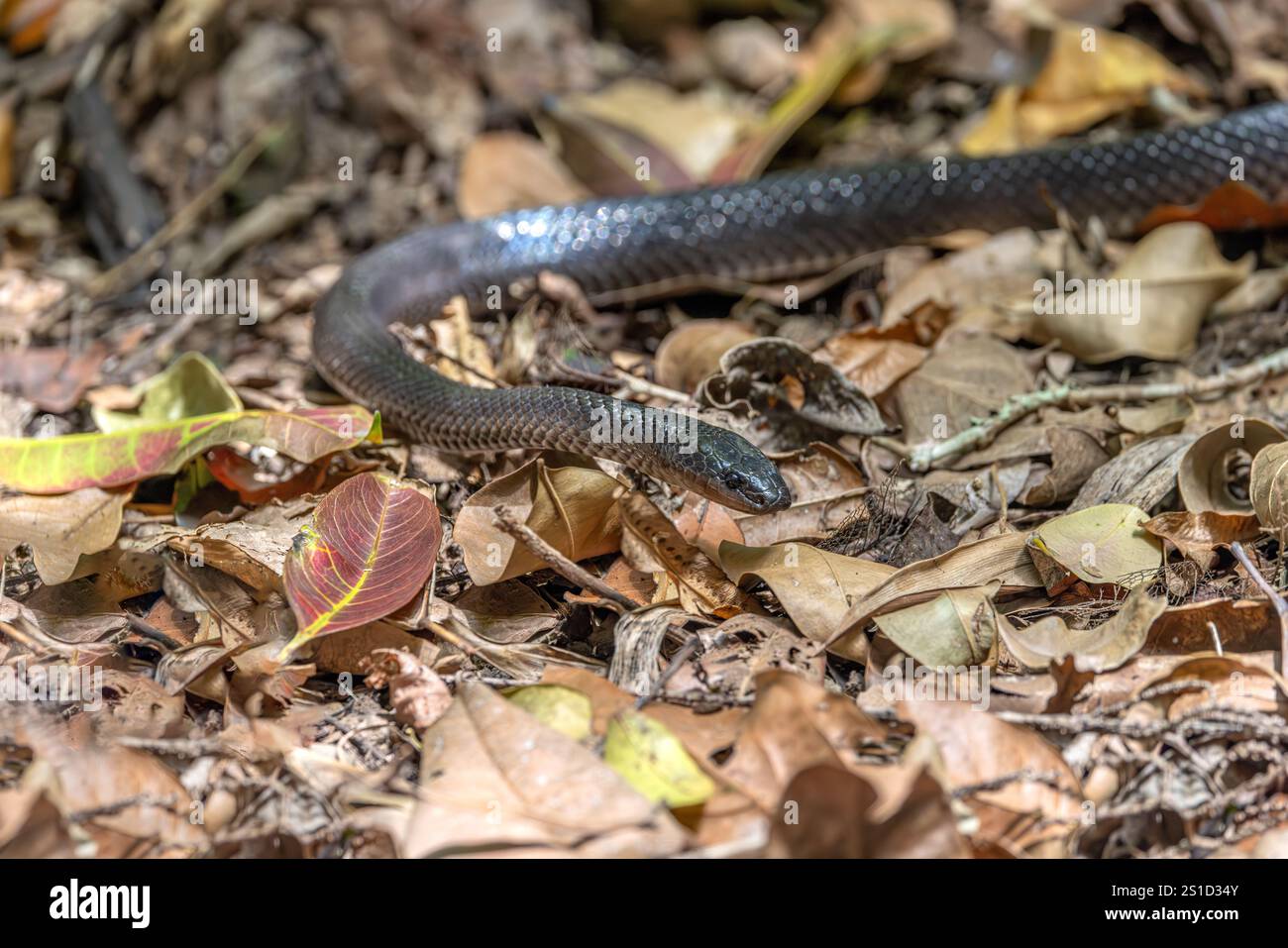 Close-up on a Slaty-grey snake - Stegonotus cucullatus - slithering ...