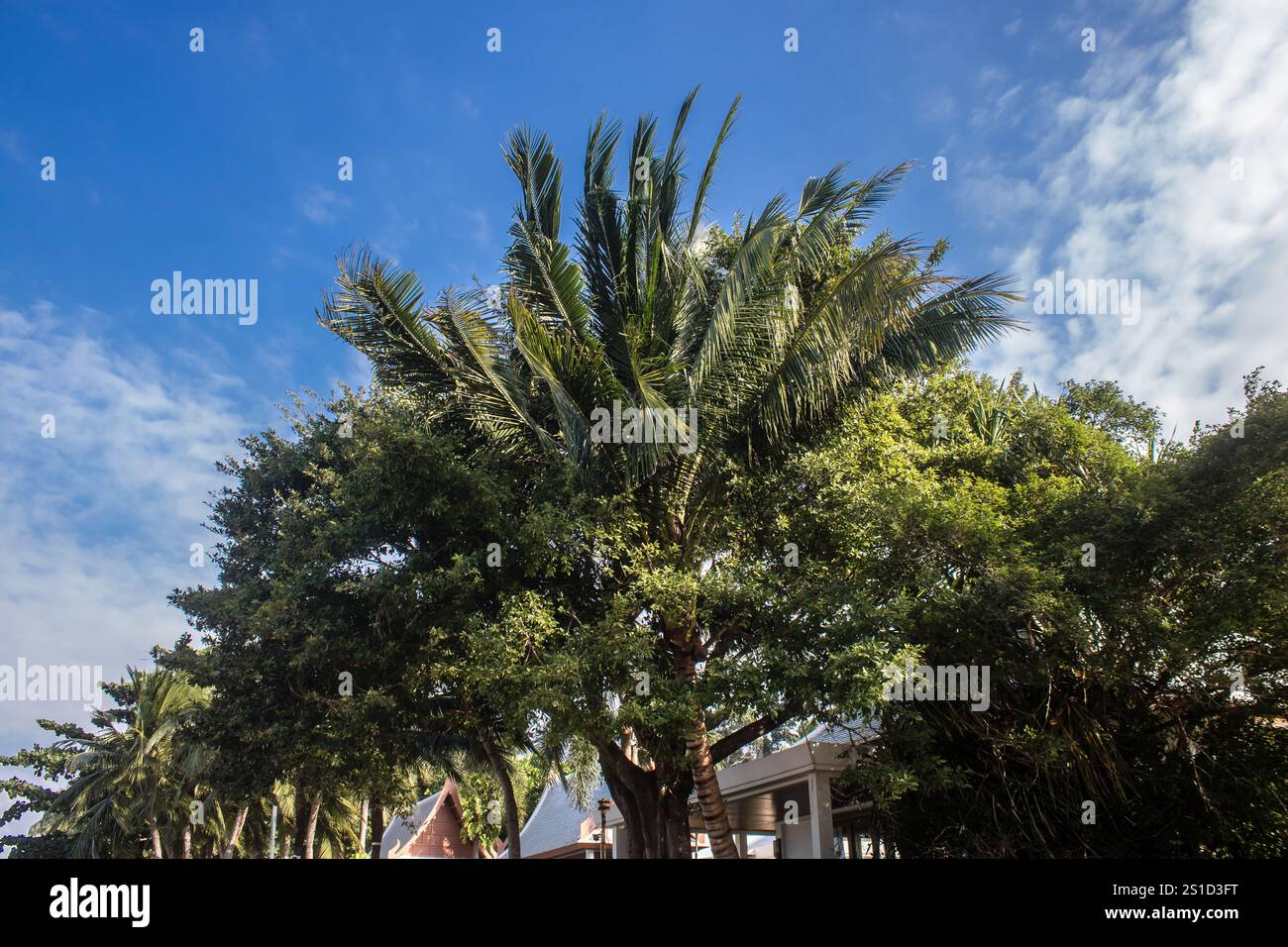 Koh Samui, Thailand, December 5, 2024 Koh Samui beaches are among the ...