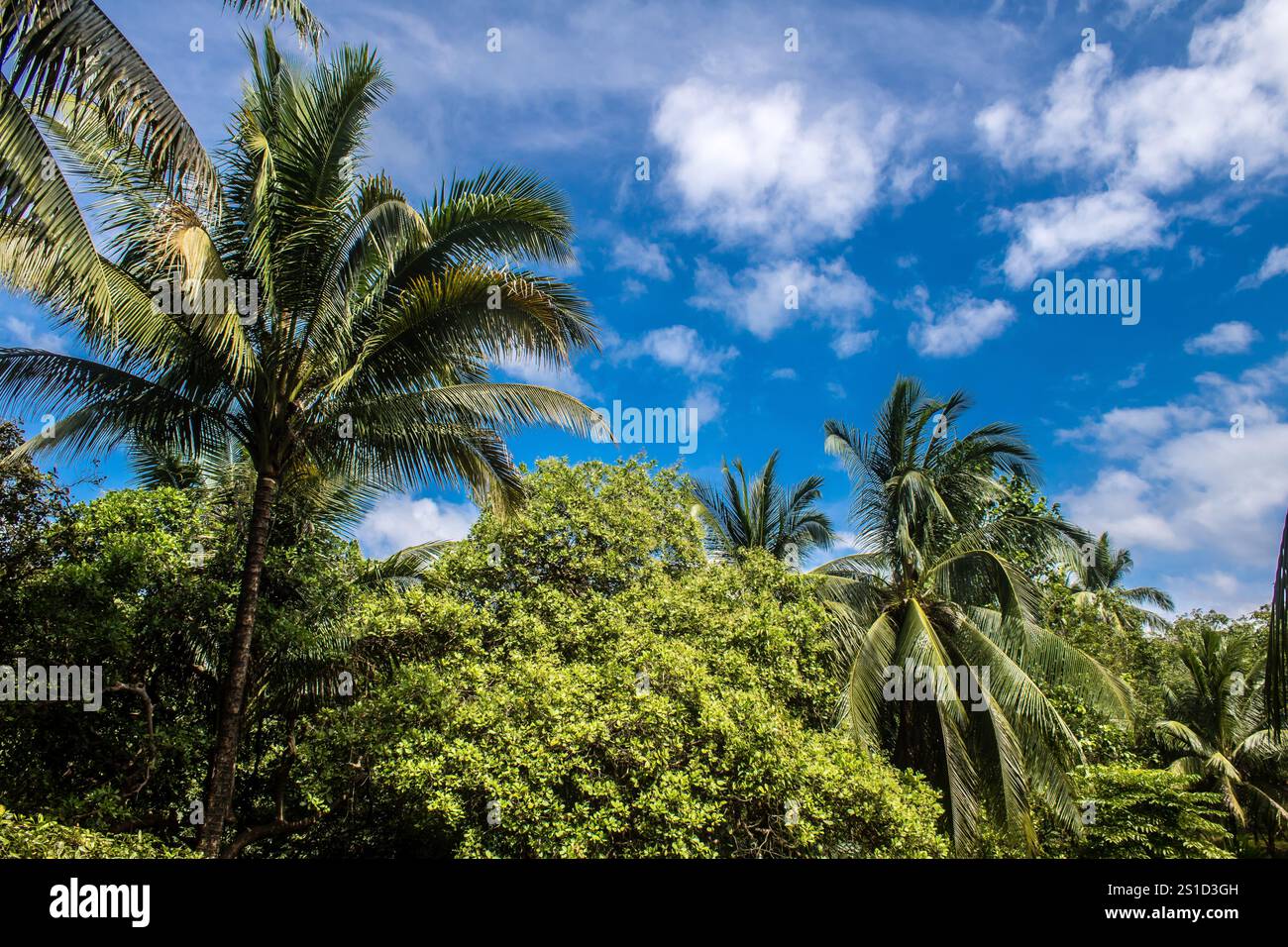 Koh Samui, Thailand, December 5, 2024 Koh Samui beaches are among the ...