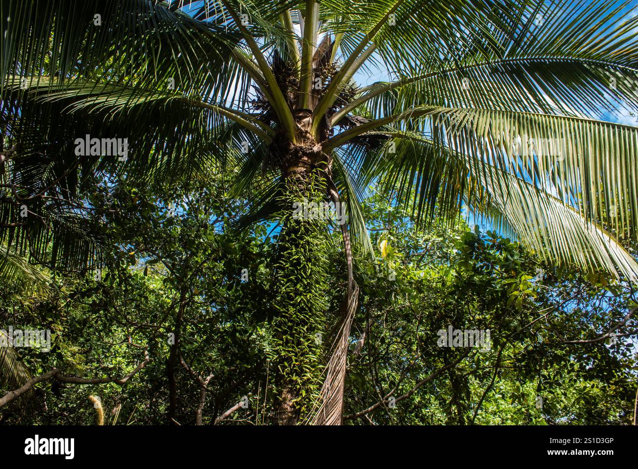 Koh Samui, Thailand, December 5, 2024 Koh Samui beaches are among the ...