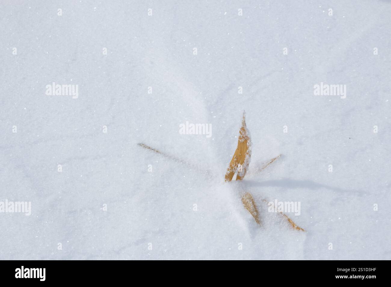 Golden sasa bamboo grass plant leaf on fresh white snow surface Stock ...