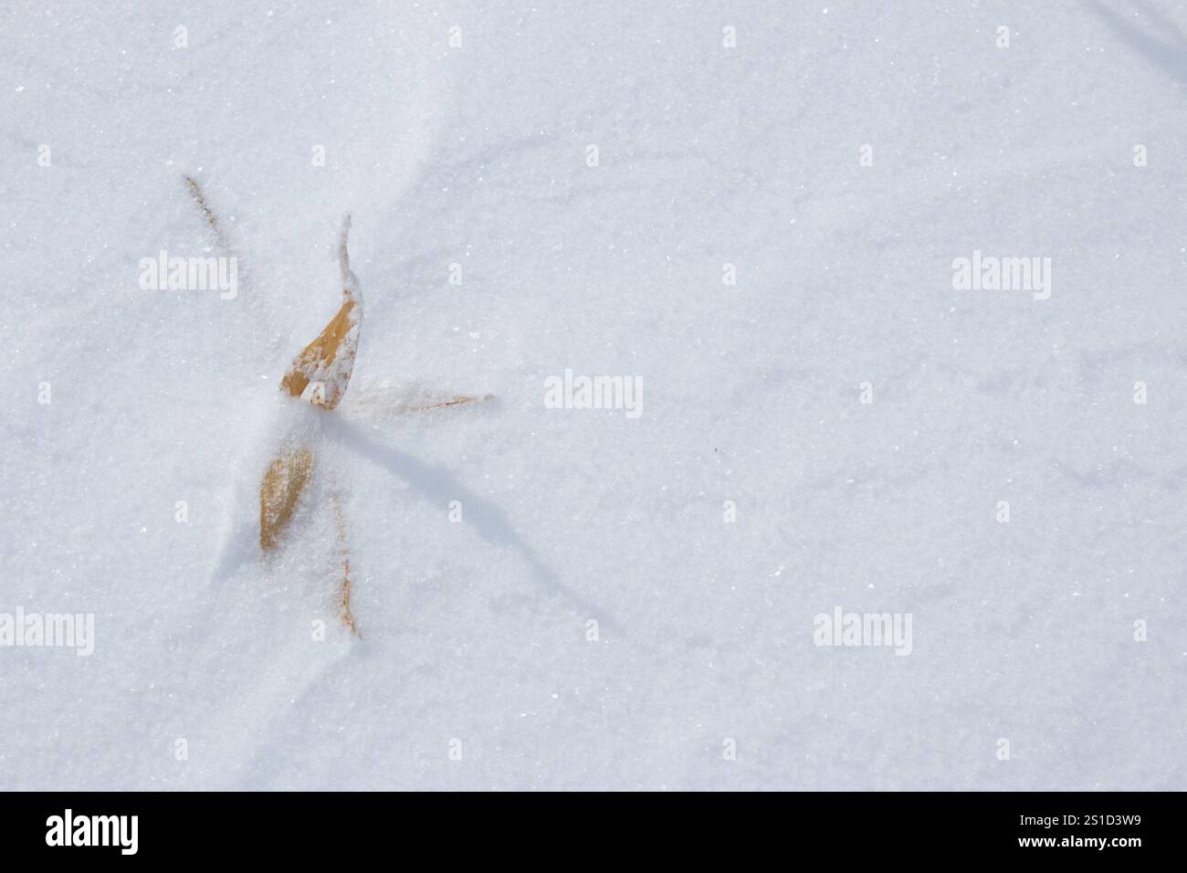 Golden sasa bamboo grass plant leaf on fresh white snow surface Stock ...