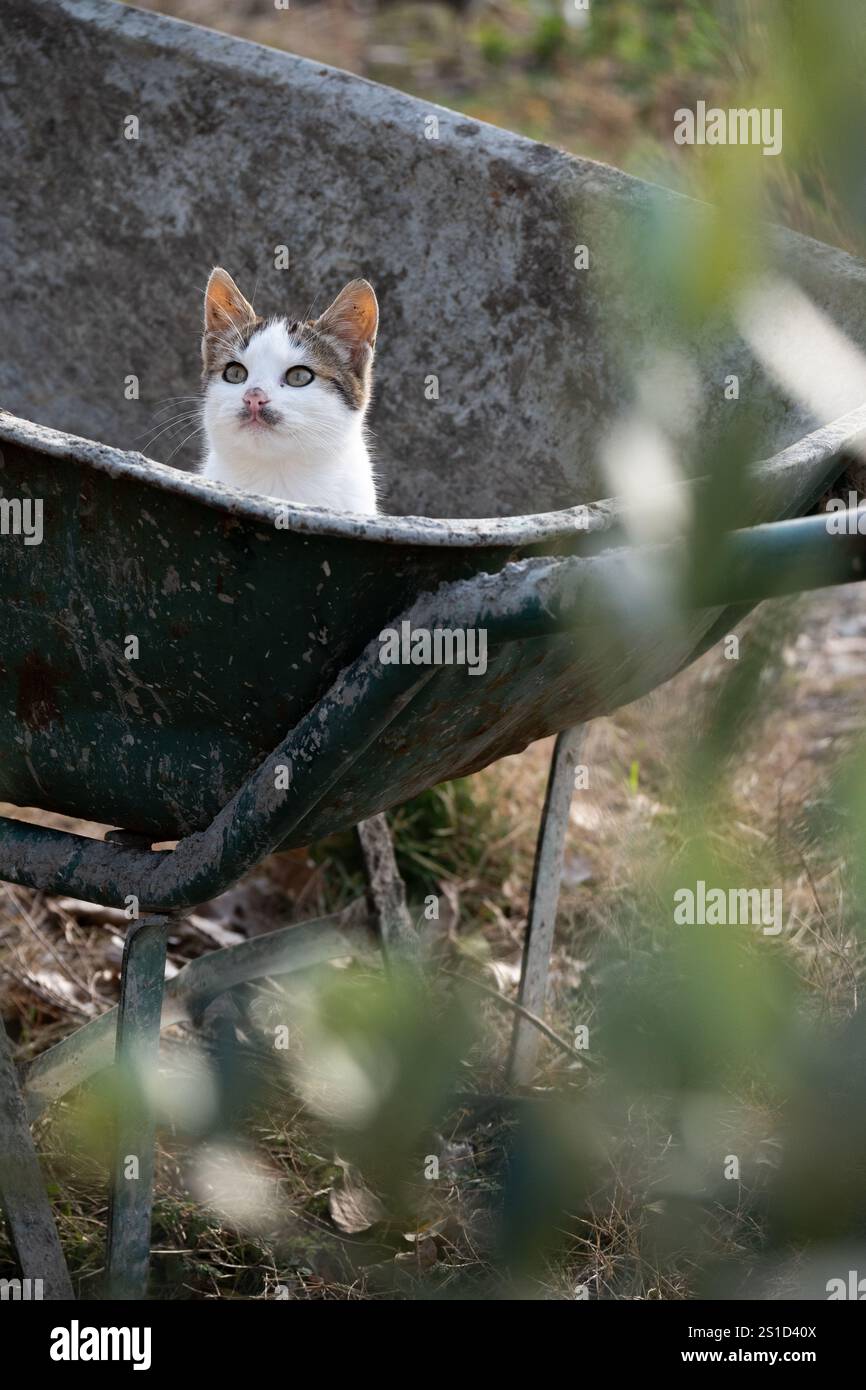 Little and playful kitten in the wheelbarrow in the garden Stock Photo ...