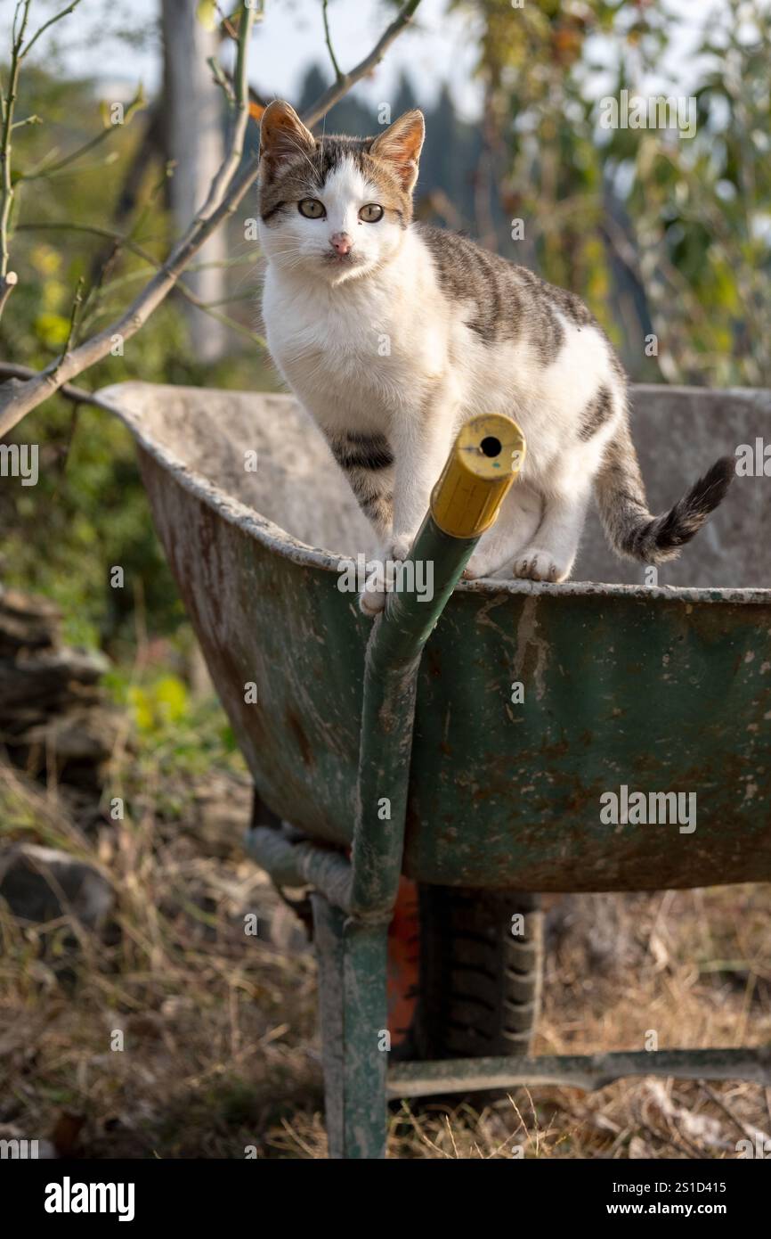 Little and playful kitten in the wheelbarrow in the garden Stock Photo ...