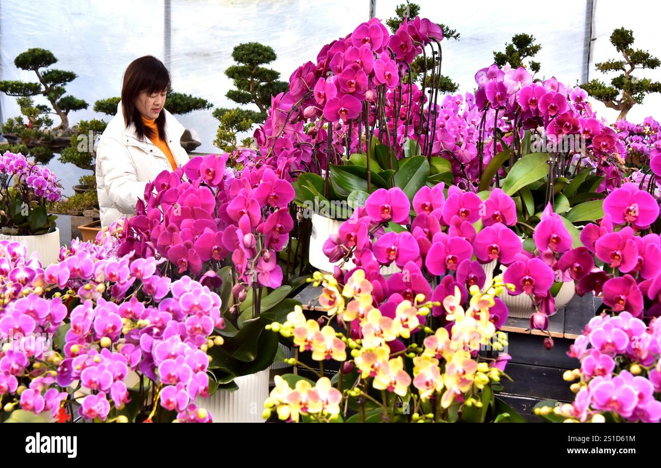 People select fresh flowers for the New Year in Rugao City, east China ...