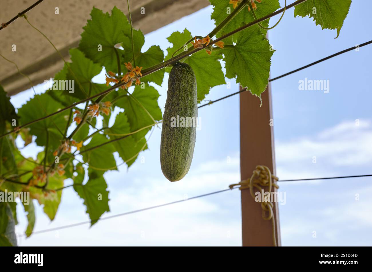 Natural cucumber grows in a greenhouse. Growing fresh vegetables in a ...