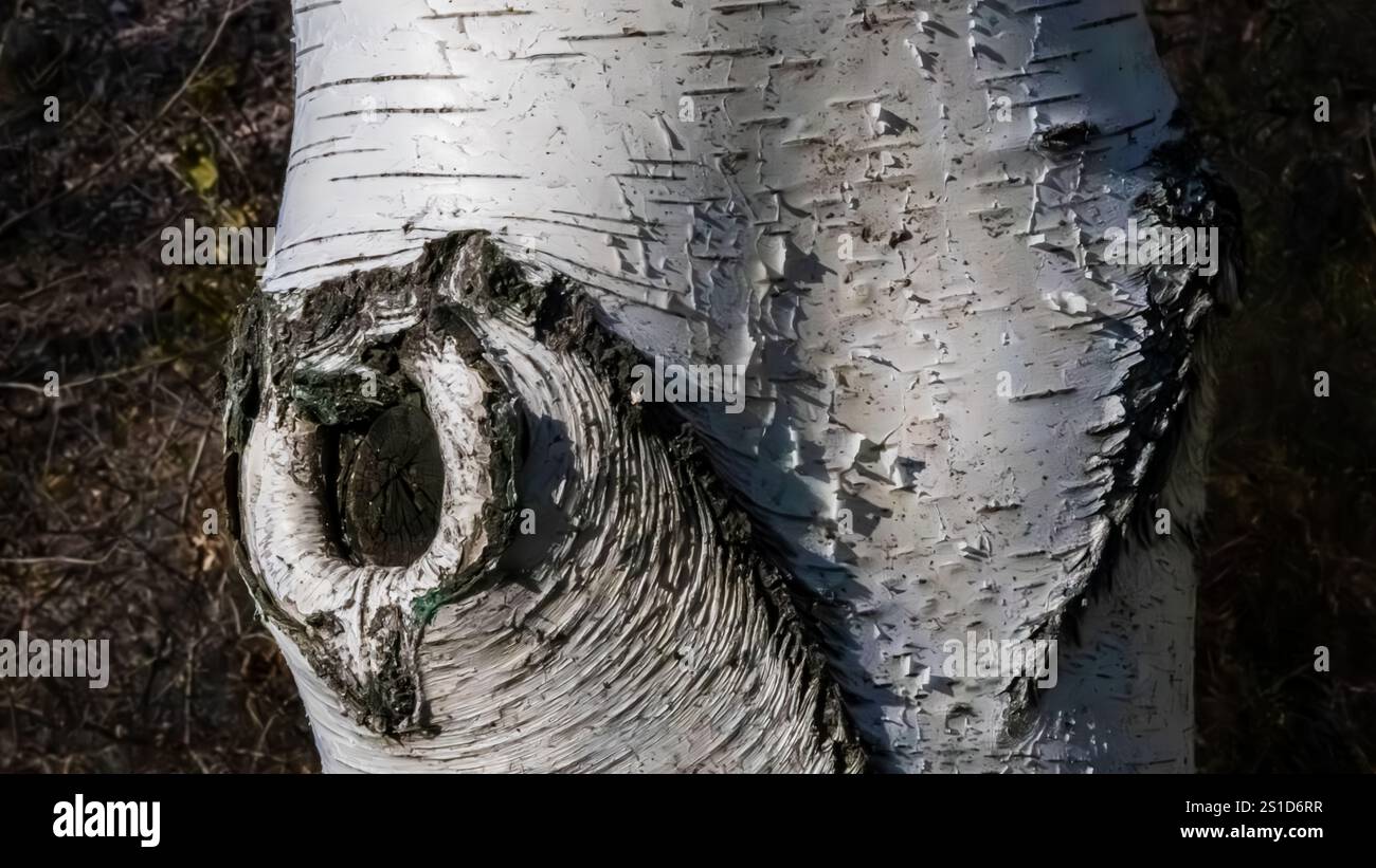 Birch tree forest. High quality photo Stock Photo - Alamy