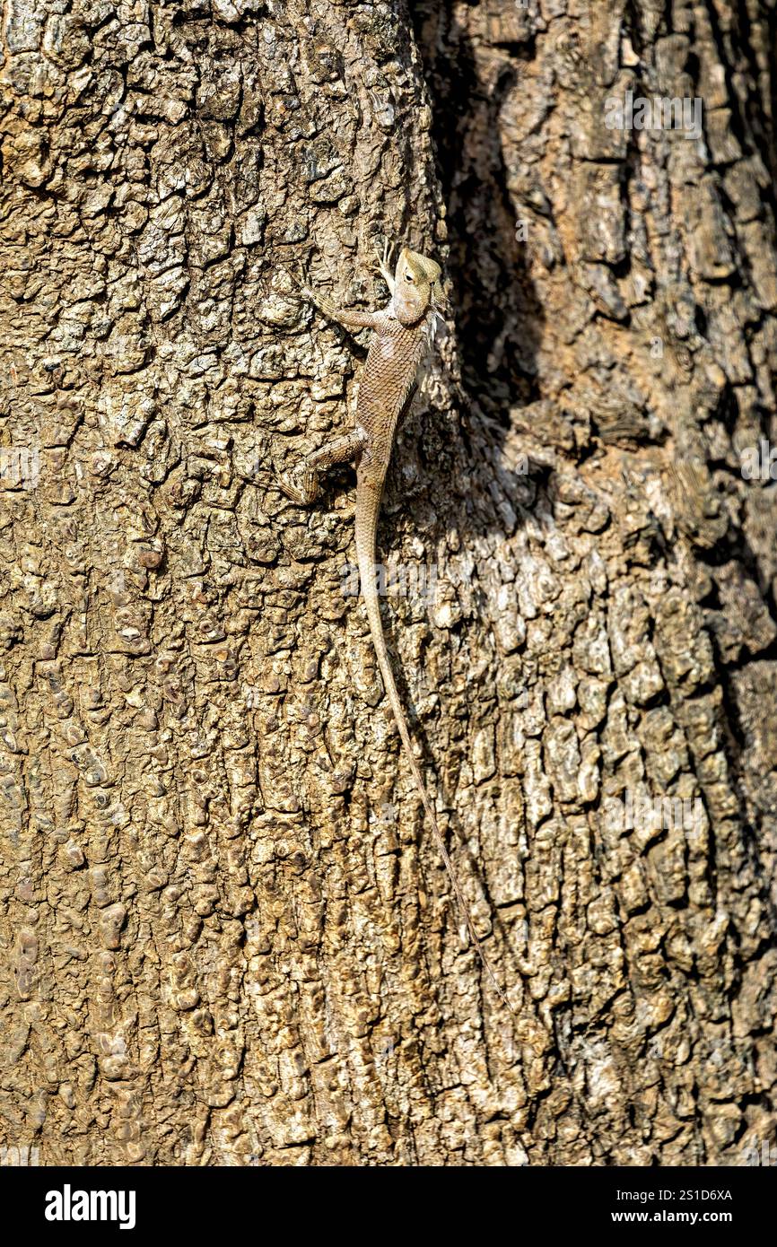 The wild Lizards of the Yala National Park Stock Photo - Alamy