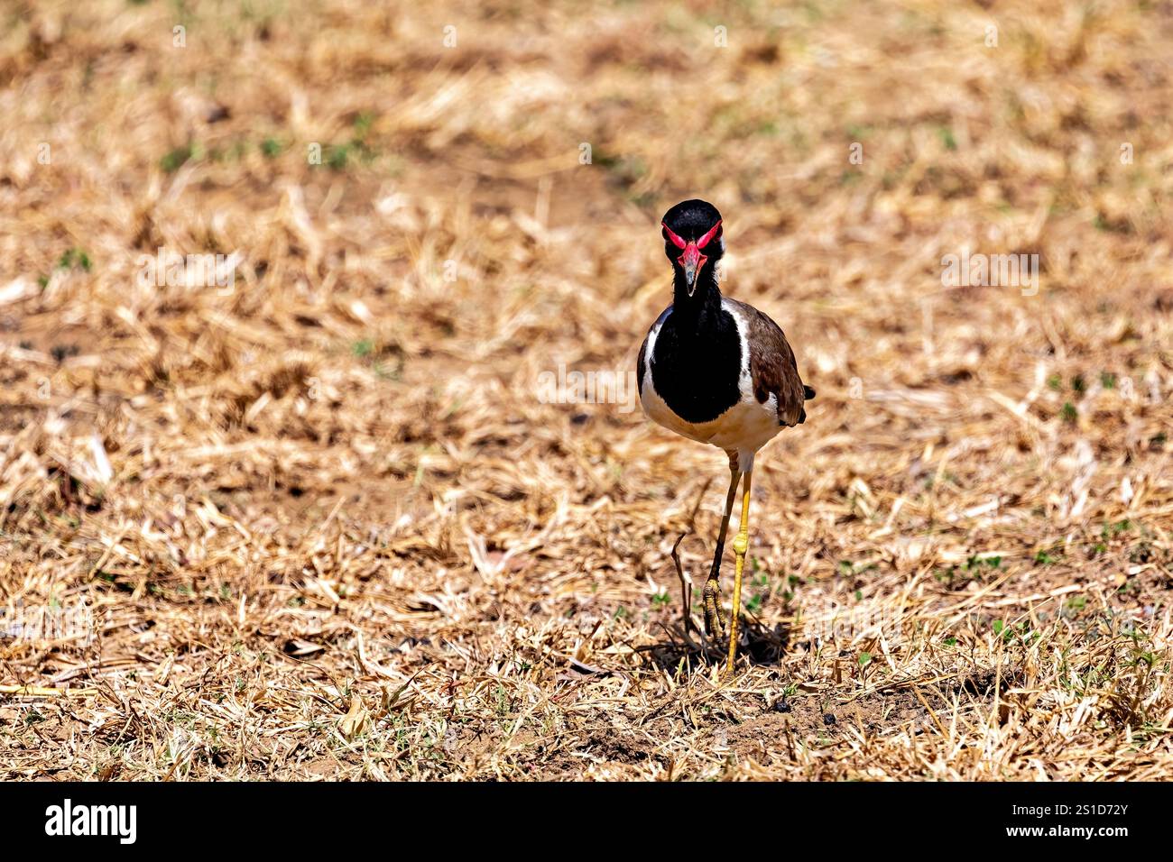 Red wattled lapwing bird in the Yala National Park of Sri Lanka Stock ...