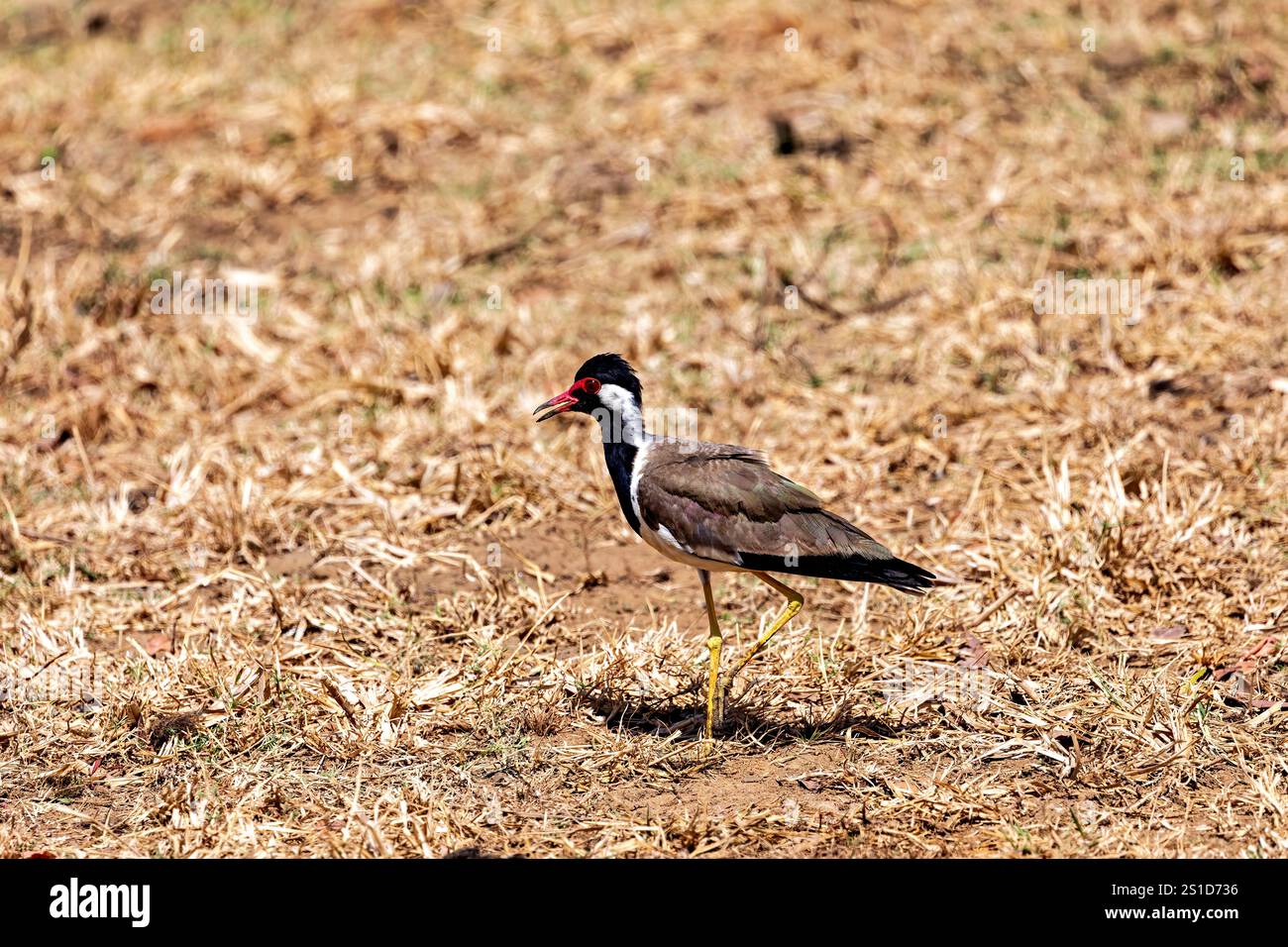 Red wattled lapwing bird in the Yala National Park of Sri Lanka Stock ...