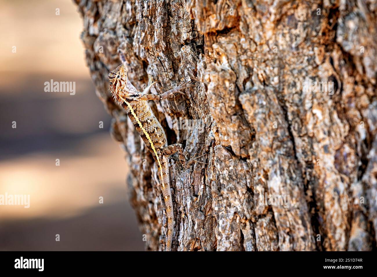 The wild Lizards of the Yala National Park Stock Photo - Alamy