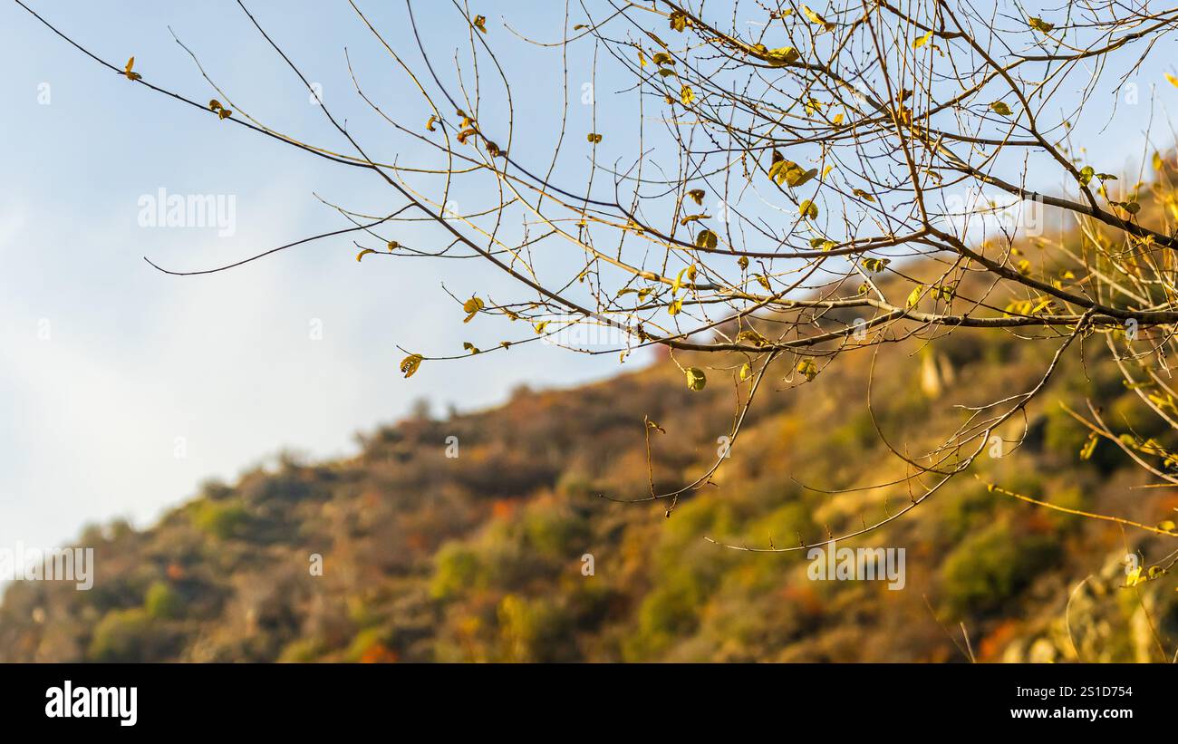 Old high birch tree hi-res stock photography and images - Alamy