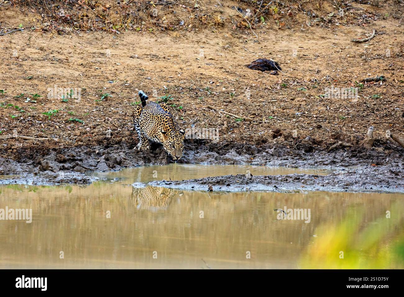 The Leopards of the Yala National Park in Sri Lanka Stock Photo - Alamy
