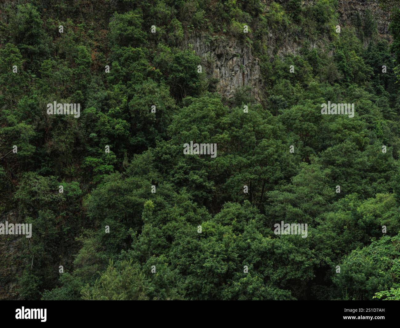 Tall volcanic cliffs covered in dense greenery, showcasing a harmonious ...