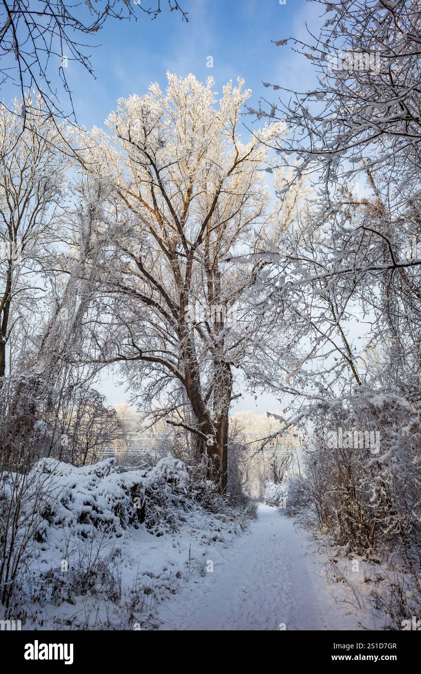 giant black poplar tree near pichling on a winter morning Linz ...