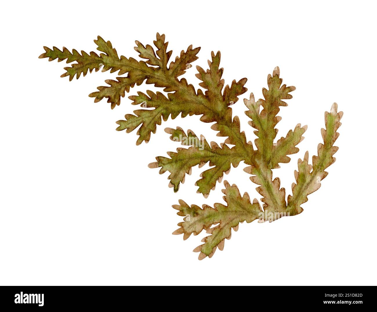 Leaf of fern textured botanical illustration in earth tone. Hand drawn ...