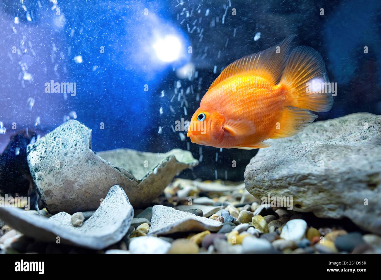 Orange fish swimming among pebbles and rocks in a vibrant aquarium ...
