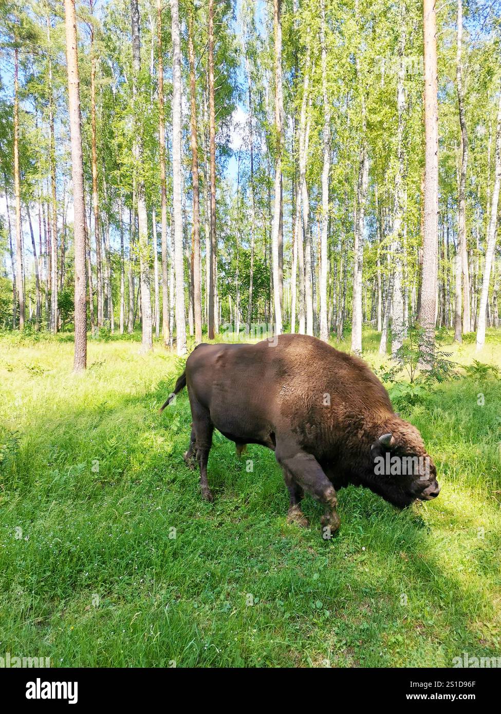 Large majestic bison in the park eats grass Stock Photo - Alamy