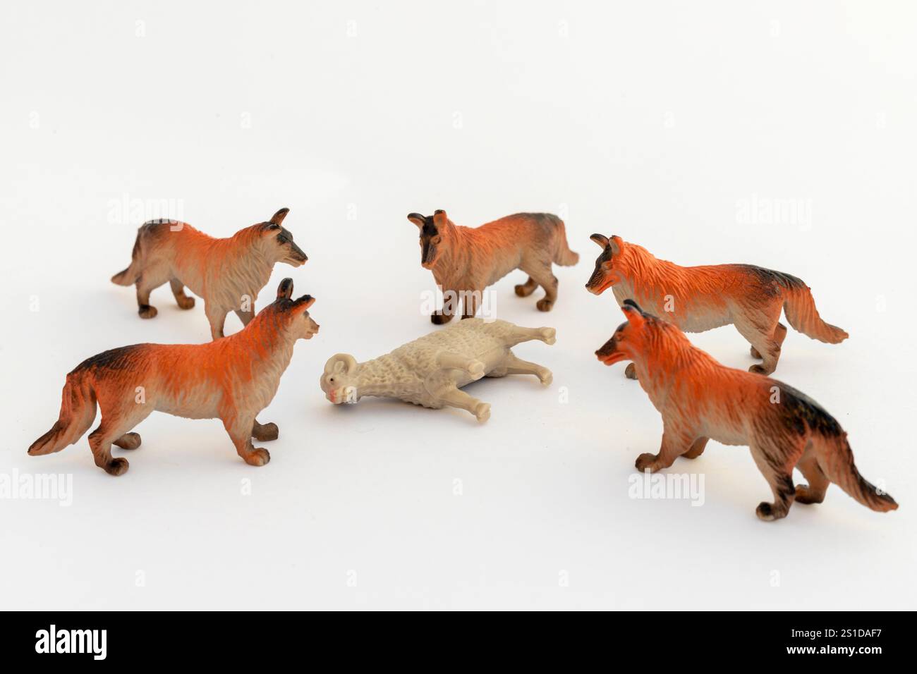 A pack of wolves Surrounded the sheep to eat Stock Photo - Alamy