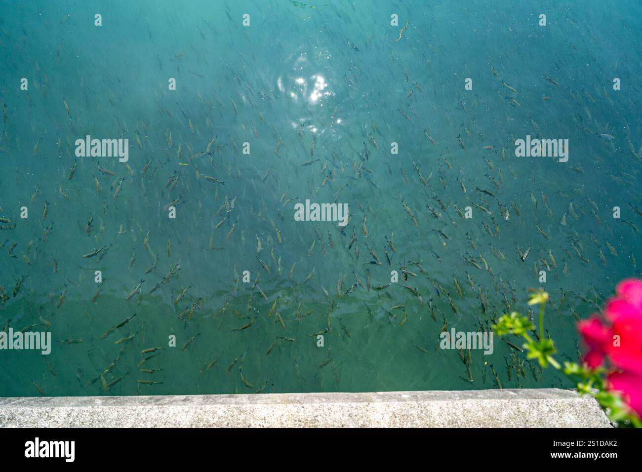 Clear water teeming with a school of fish swimming just below the ...