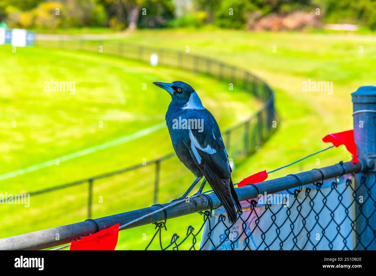 Australian Magpie at the football standing on fence at Kanebridge Oval ...