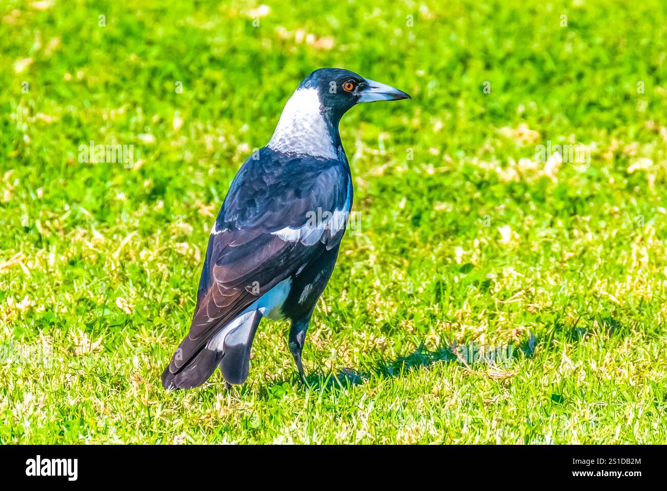 Australian Magpie at the football standing on fence at Kanebridge Oval ...