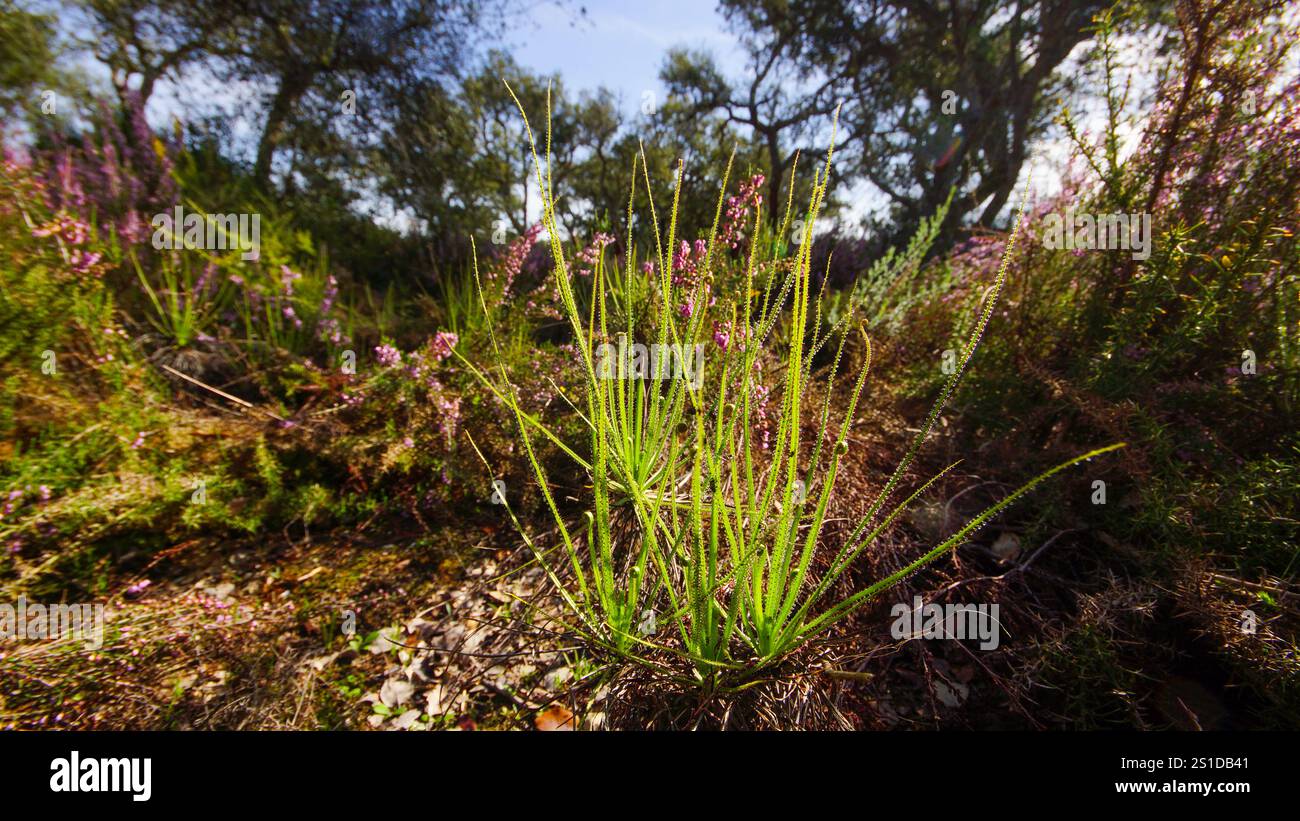 Plants of the dewy pine (Drosophyllum lusitanicum), the Portuguese ...