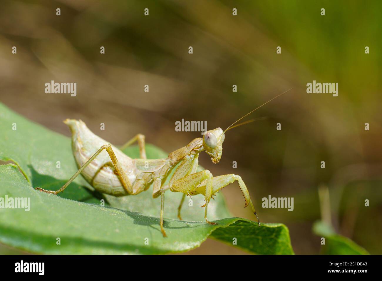 European dwarf mantis (Ameles spallanzania) on a leaf, Portugal Stock ...