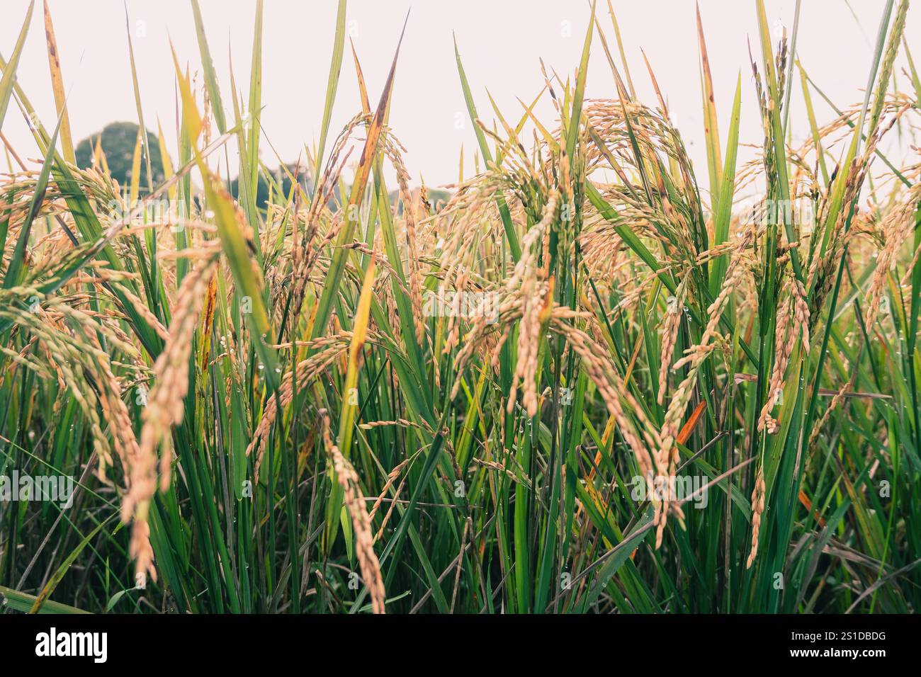 The rice grains that are waiting for the harvest season grow thickly ...