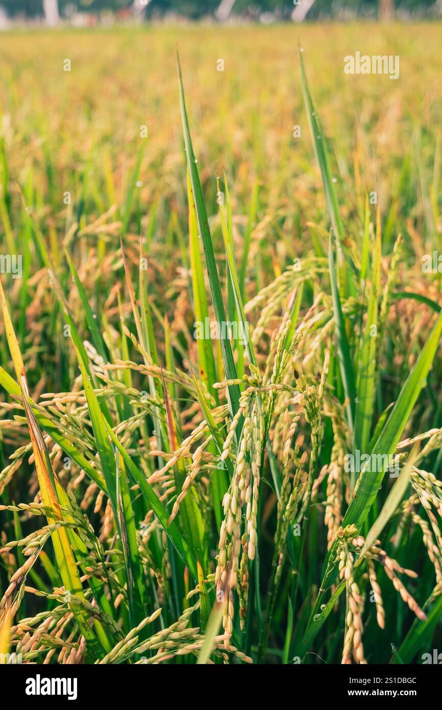 The rice grains that are waiting for the harvest season grow thickly ...