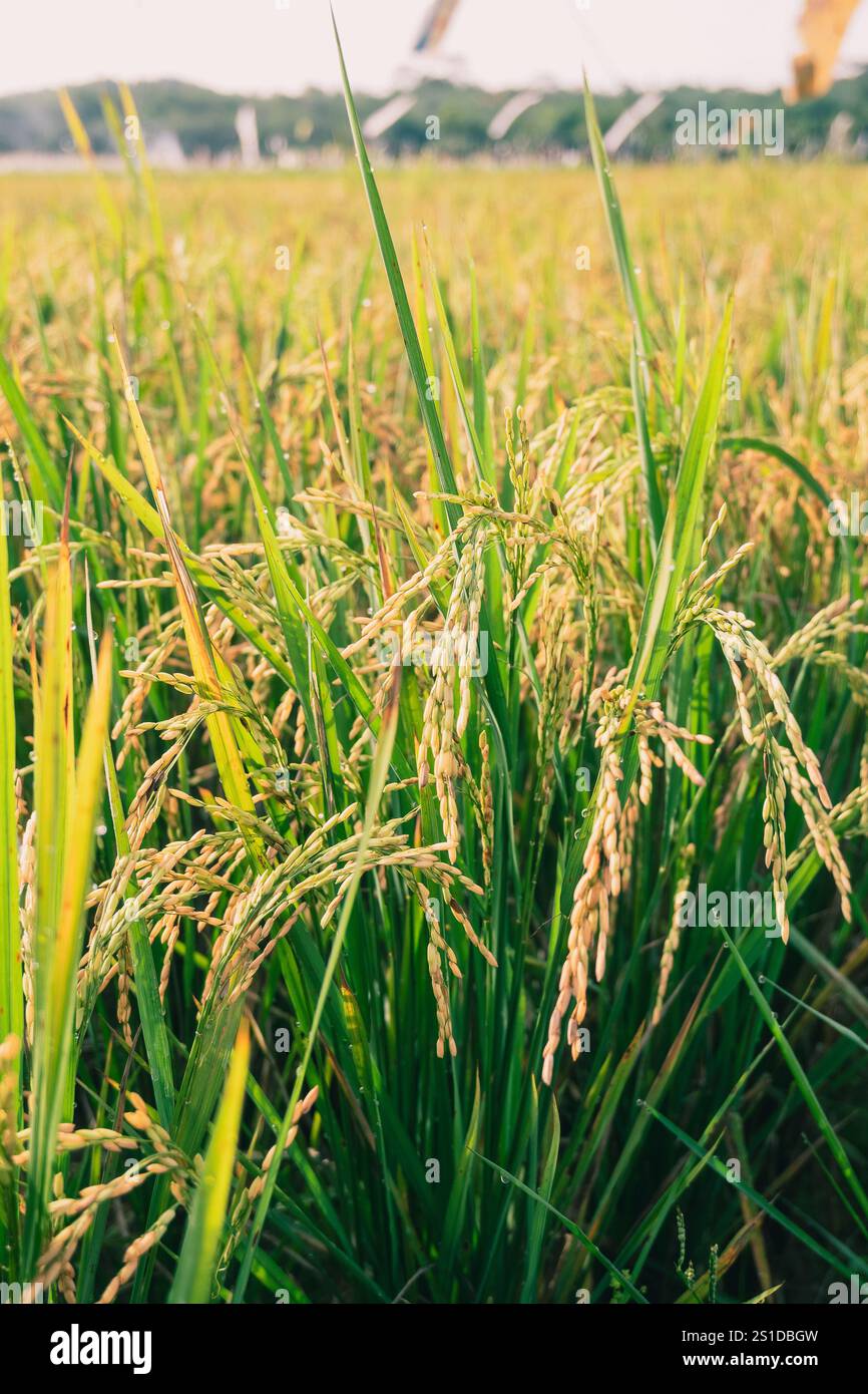 The rice grains that are waiting for the harvest season grow thickly ...