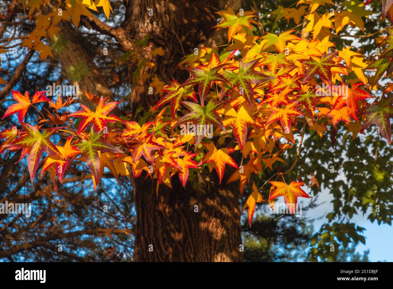 Autumn foliage in Bensville, Central Coast, NSW, Australia Stock Photo ...