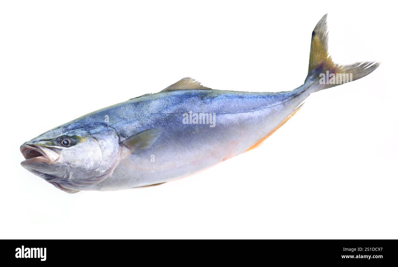 Fish yellowtai on white background (Japanese amberjack Stock Photo - Alamy