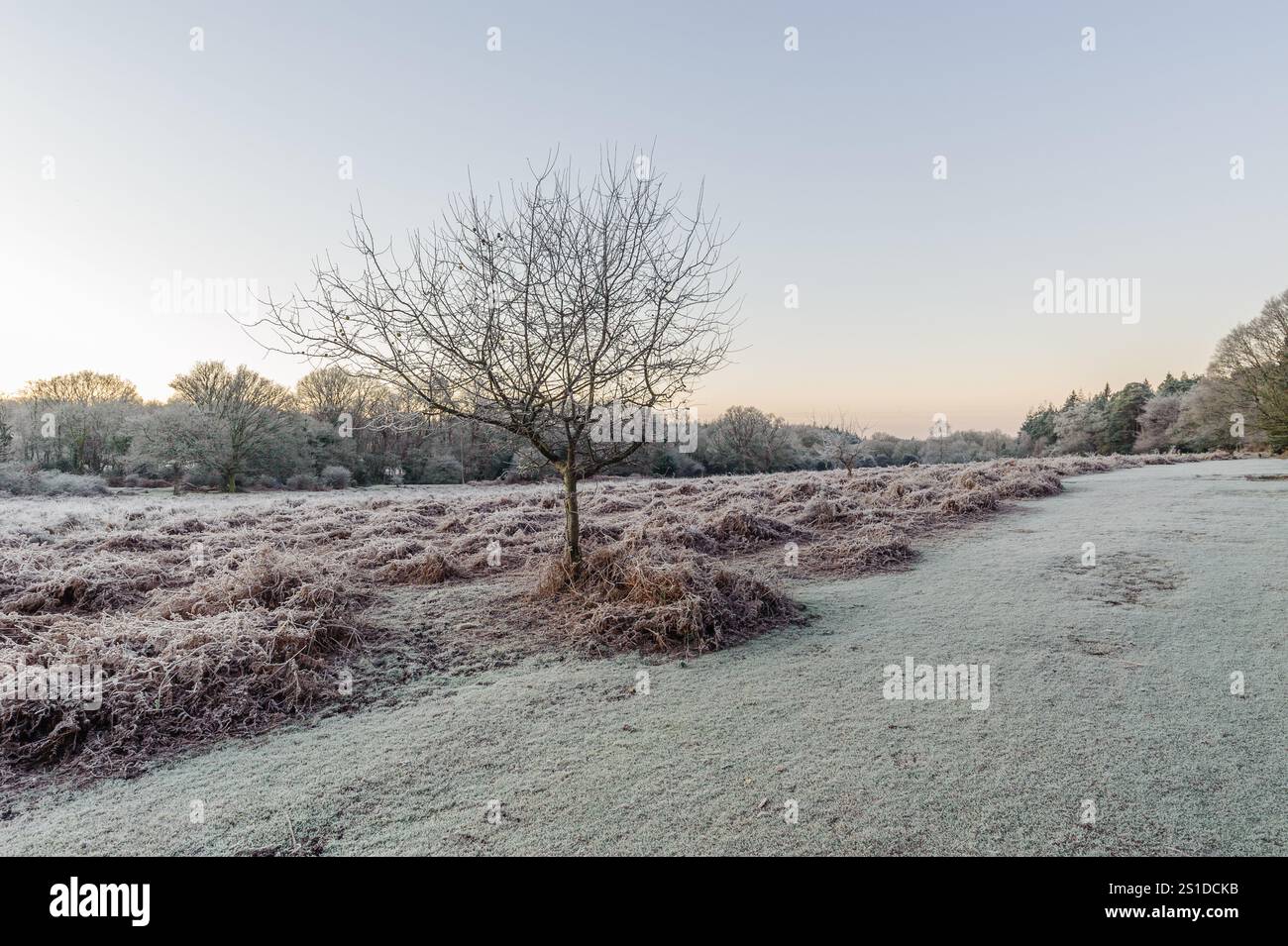Linford Bottom, New Forest, Ringwood, Hampshire, England, UK, 3rd ...