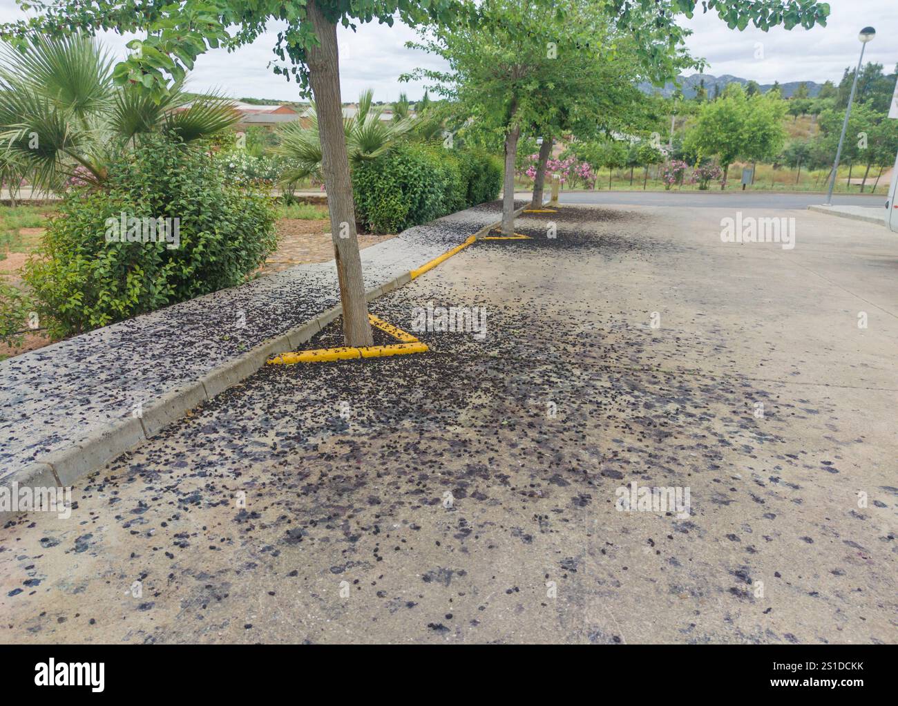 Sidewalk stained by fallen blackberries. Nuisance waste produced by ...