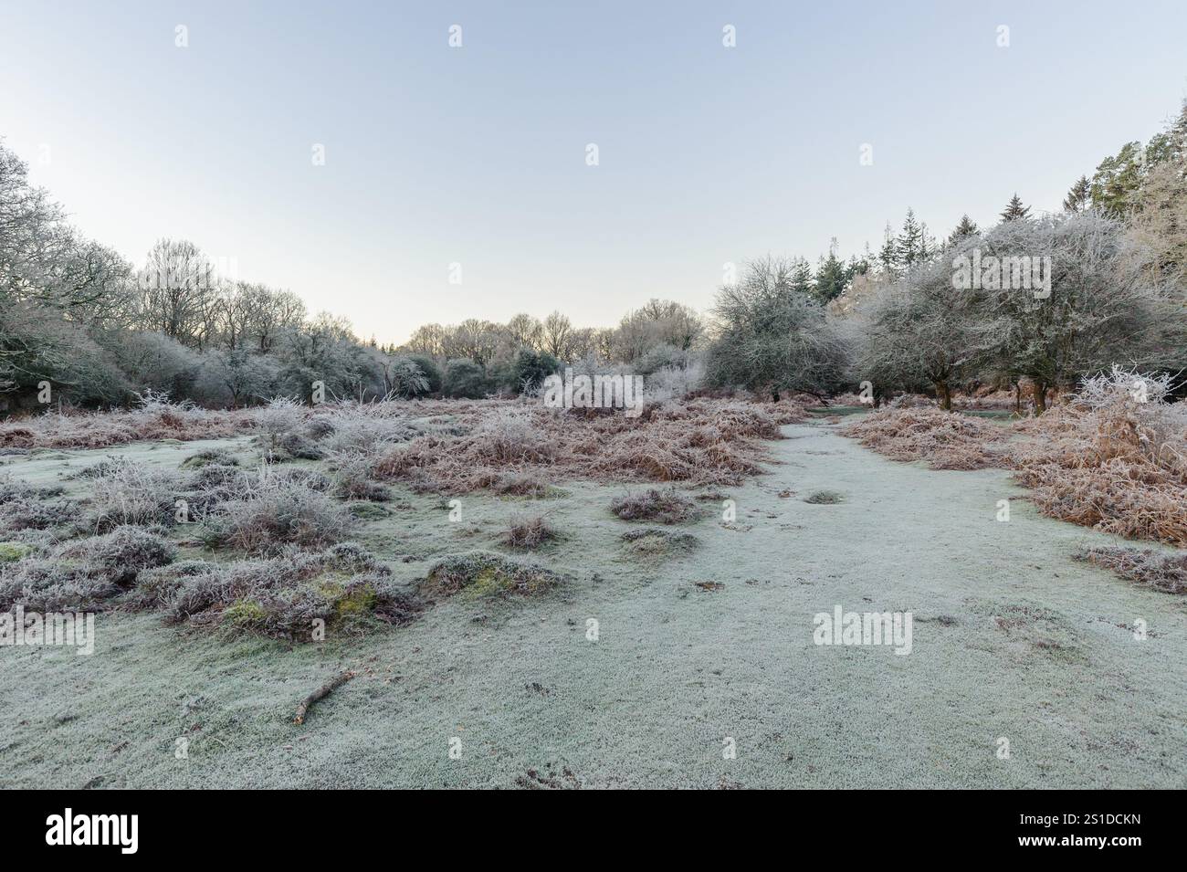 Linford Bottom, New Forest, Ringwood, Hampshire, England, UK, 3rd ...