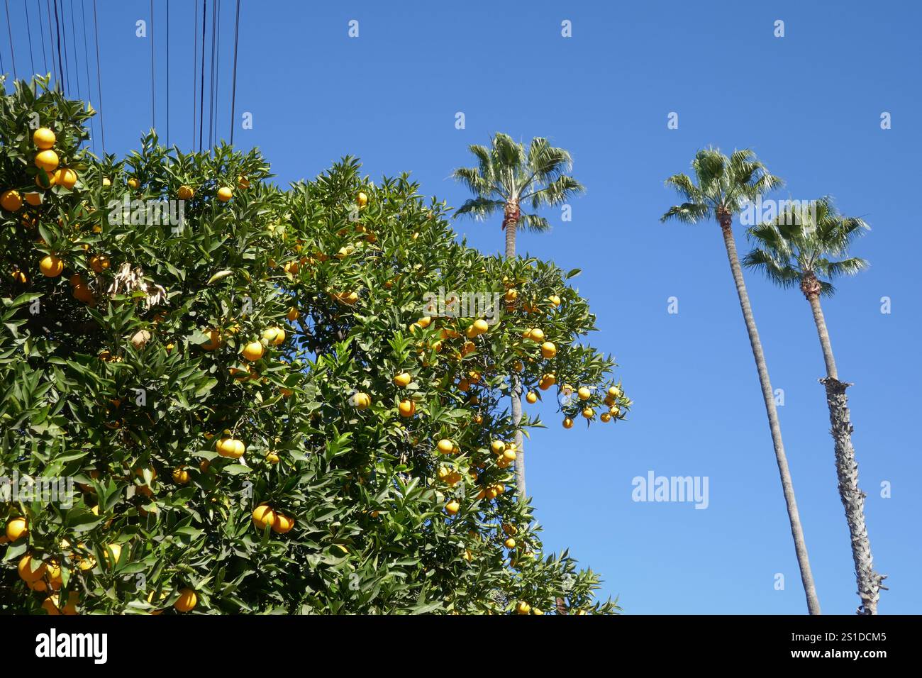 Toluca Lake, California, USA 2nd January 2025 Orange Tree and Palm ...