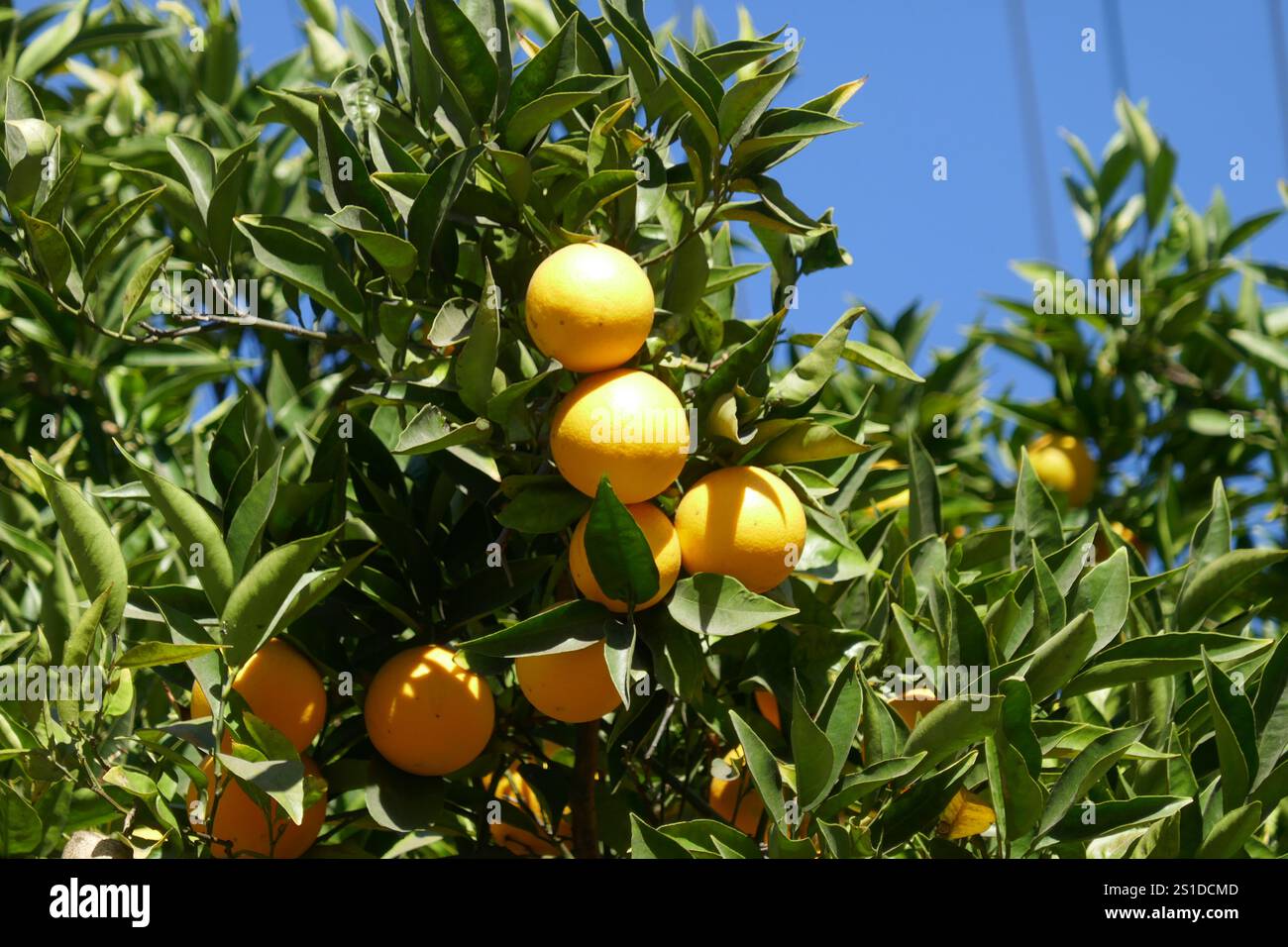 Toluca Lake, California, USA 2nd January 2025 Orange Tree on Sarah ...