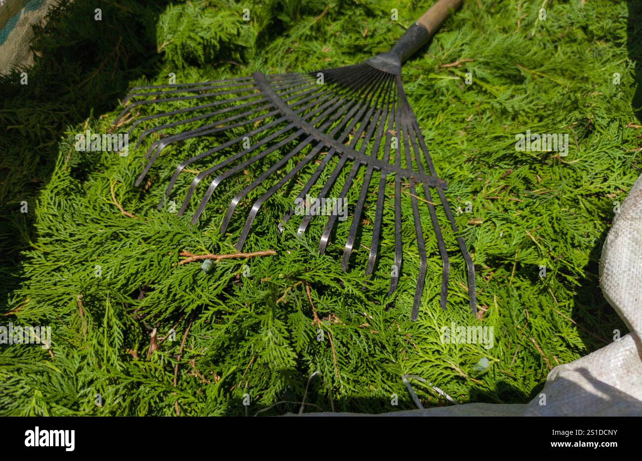 Raffia sack filled with thuja hedge pruning remains. Leaf rake over ...