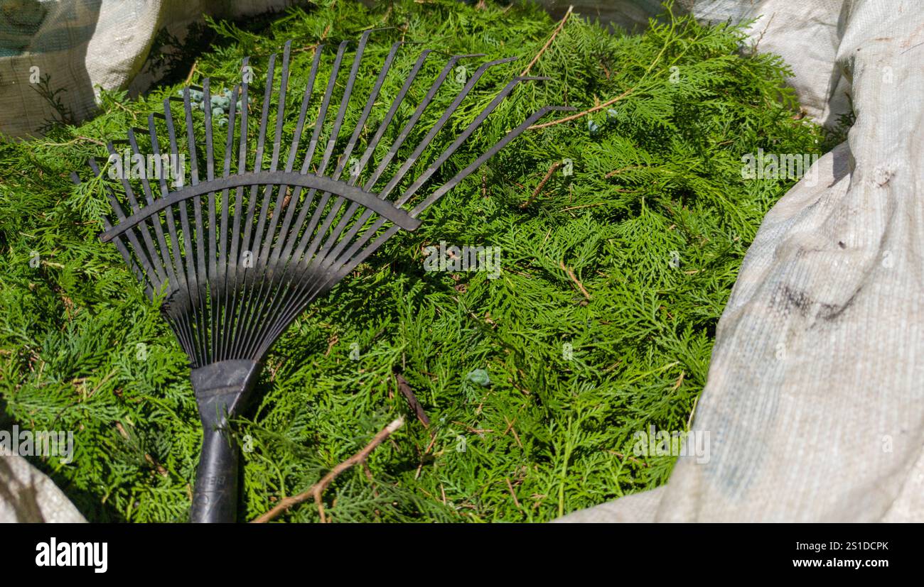 Raffia sack filled with thuja hedge pruning remains. Leaf rake over ...