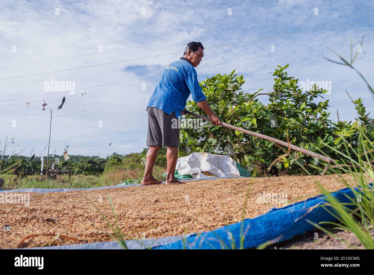 A farmer is drying the harvested rice grains in the Teritip area of ...