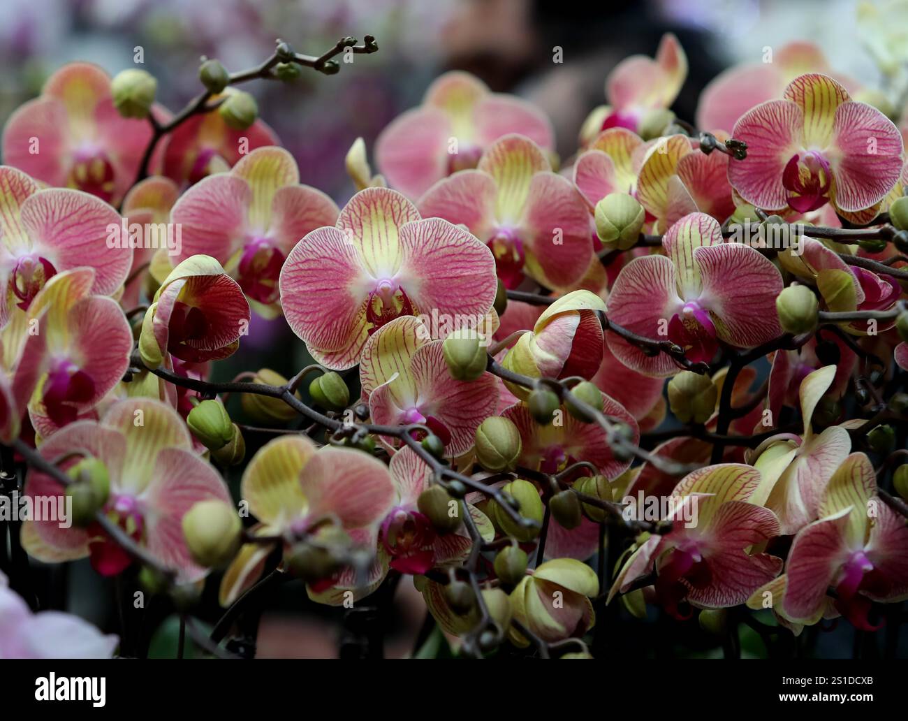People select New Year flowers at Dounan Flower Market in Kunming City ...
