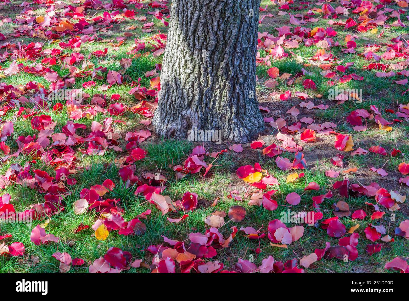 Autumn coloured leaves on the grass at Lake Burley Griffin, Canberra ...