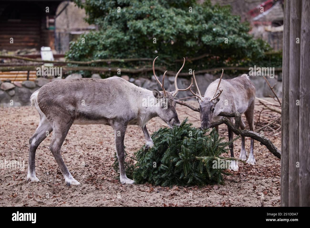 Berlin, Germany. 03rd Jan, 2025. Christmas trees are fed to reindeer at ...