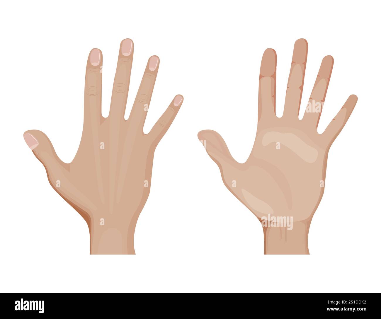 Human body front back drawing vector hi-res stock photography and ...