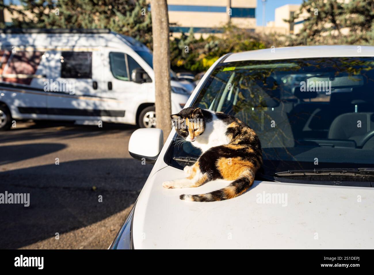 Dog driving cat hi-res stock photography and images - Alamy