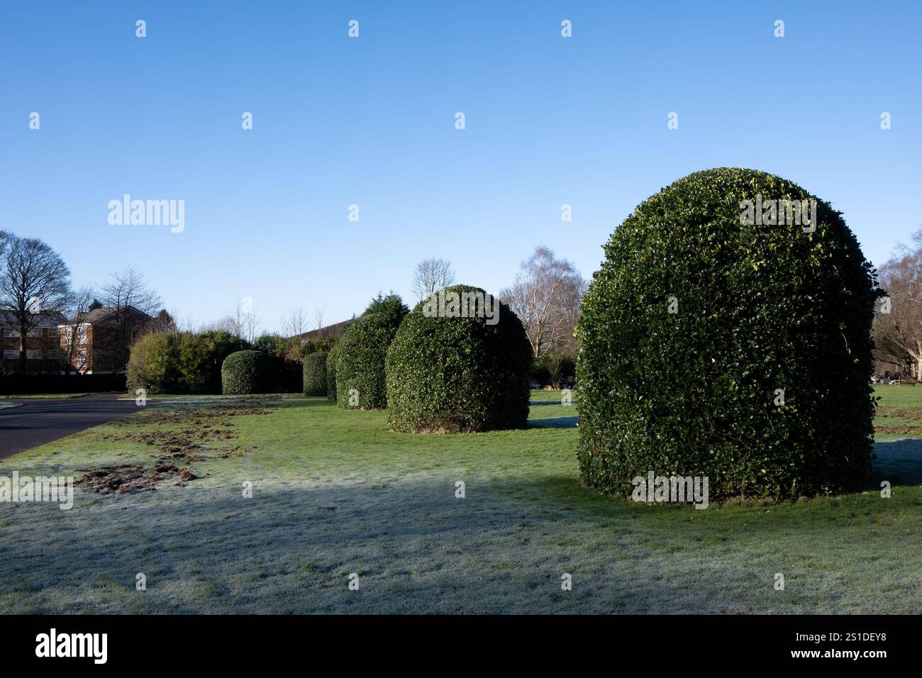 Shaped holly bushes, Quinton Cemetery, West Midlands, England, UK Stock ...