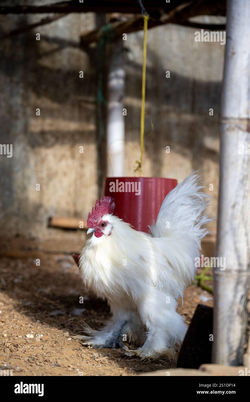 Fluffy White Rooster In A Rural Chicken Coop Stock Photo - Alamy