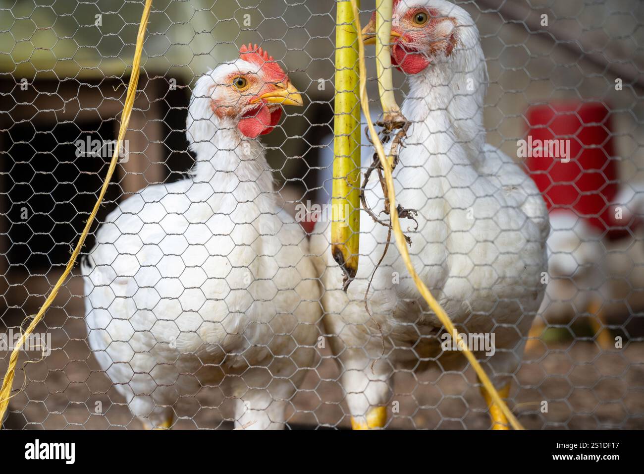 Hen inside cage hi-res stock photography and images - Alamy