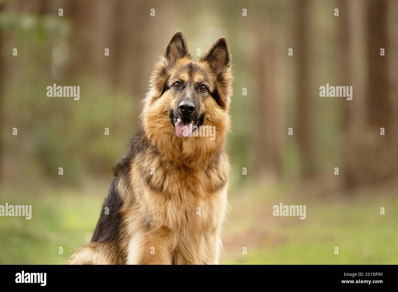 German shepherd forest hi-res stock photography and images - Alamy
